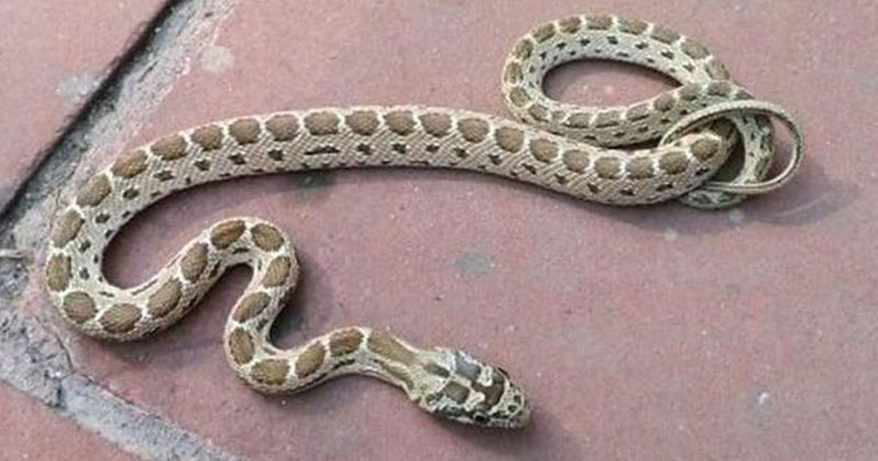 പ്രളയജലമിറങ്ങുമ്പോള്‍ പാമ്പ് ഭീതിയില്‍ ജനങ്ങള്‍ – Jaihind TV